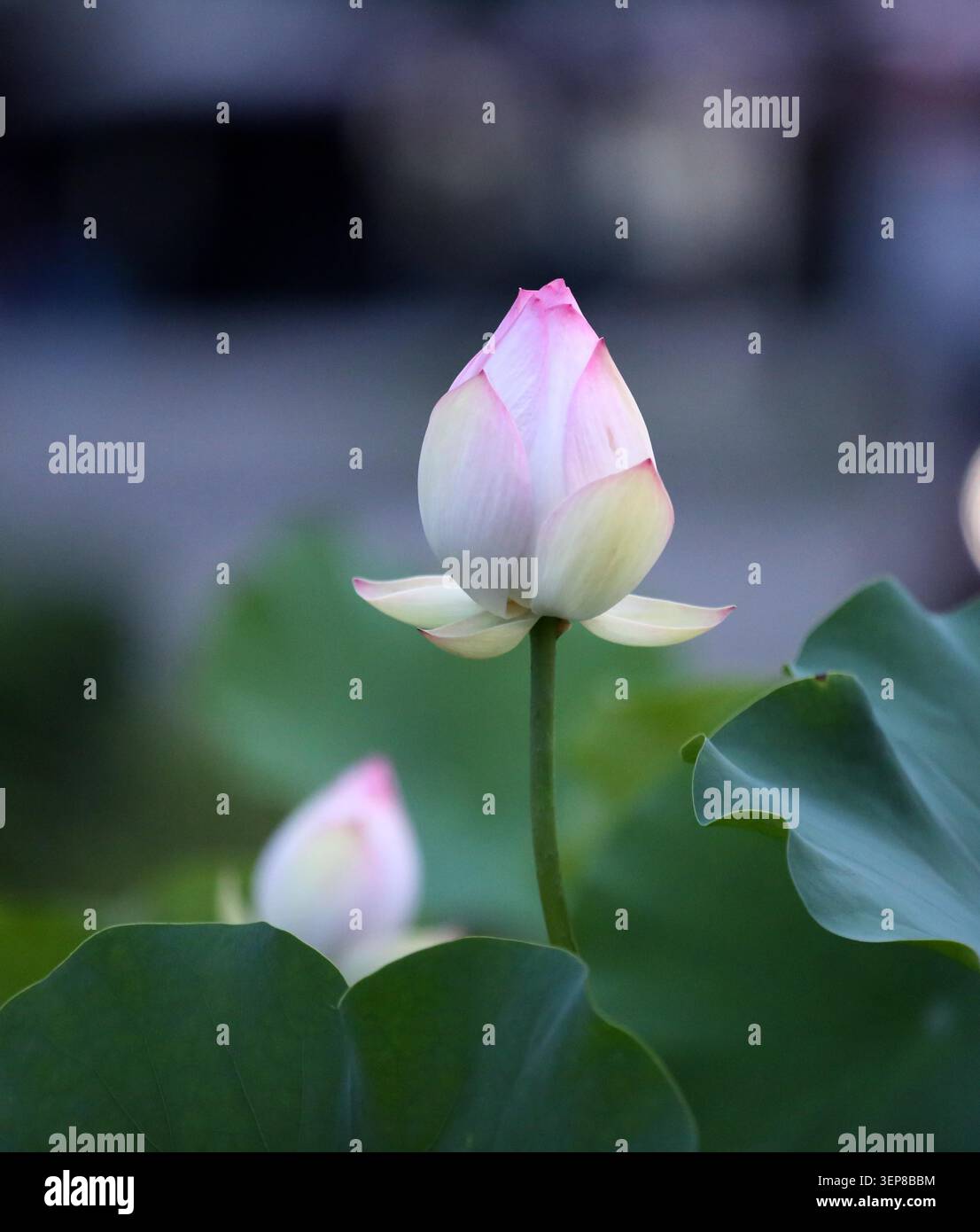 Lotus flowers bloom at Tianjie of Jiazhou Changjuan, attracting ...