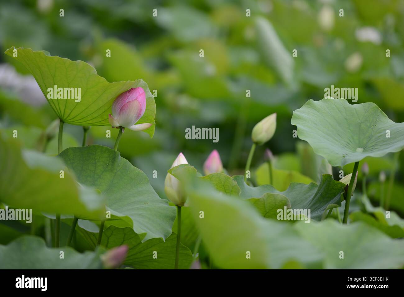 Lotus buds bloom at Beijing's Lotus Pond Park on 13 June, 2026. The ...