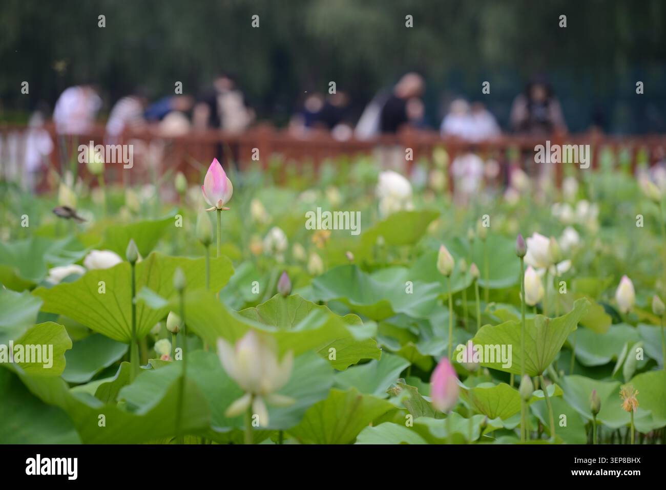 Lotus buds bloom at Beijing's Lotus Pond Park on 13 June, 2026. The ...