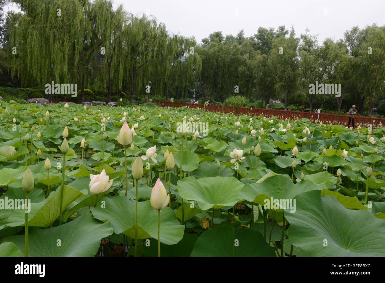 Lotus buds bloom at Beijing's Lotus Pond Park on 13 June, 2026. The ...