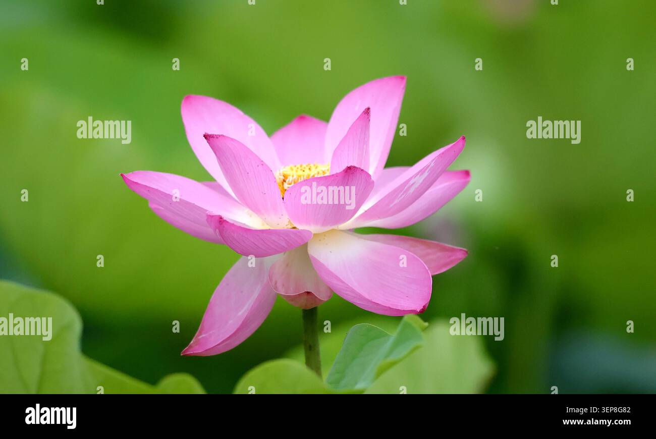 Lotus flowers bloom at the Grand Canal Three Bays Scenic Area in ...