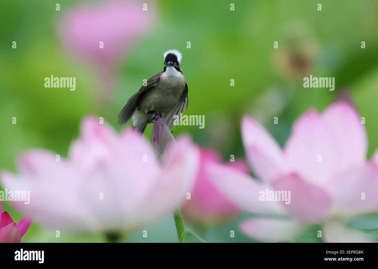 Lotus flowers bloom at the Grand Canal Three Bays Scenic Area in ...