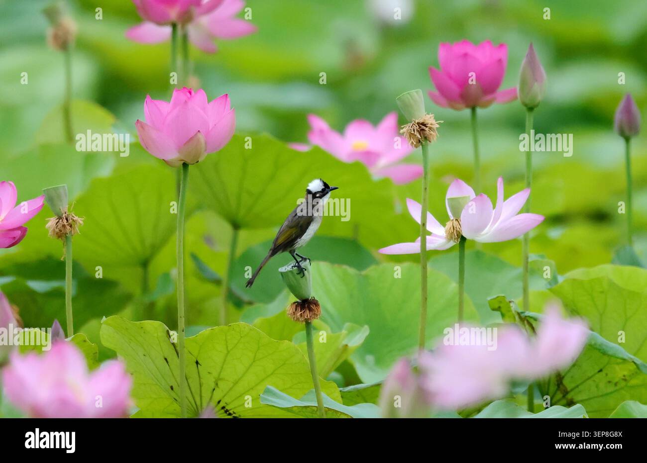 Lotus flowers bloom at the Grand Canal Three Bays Scenic Area in ...