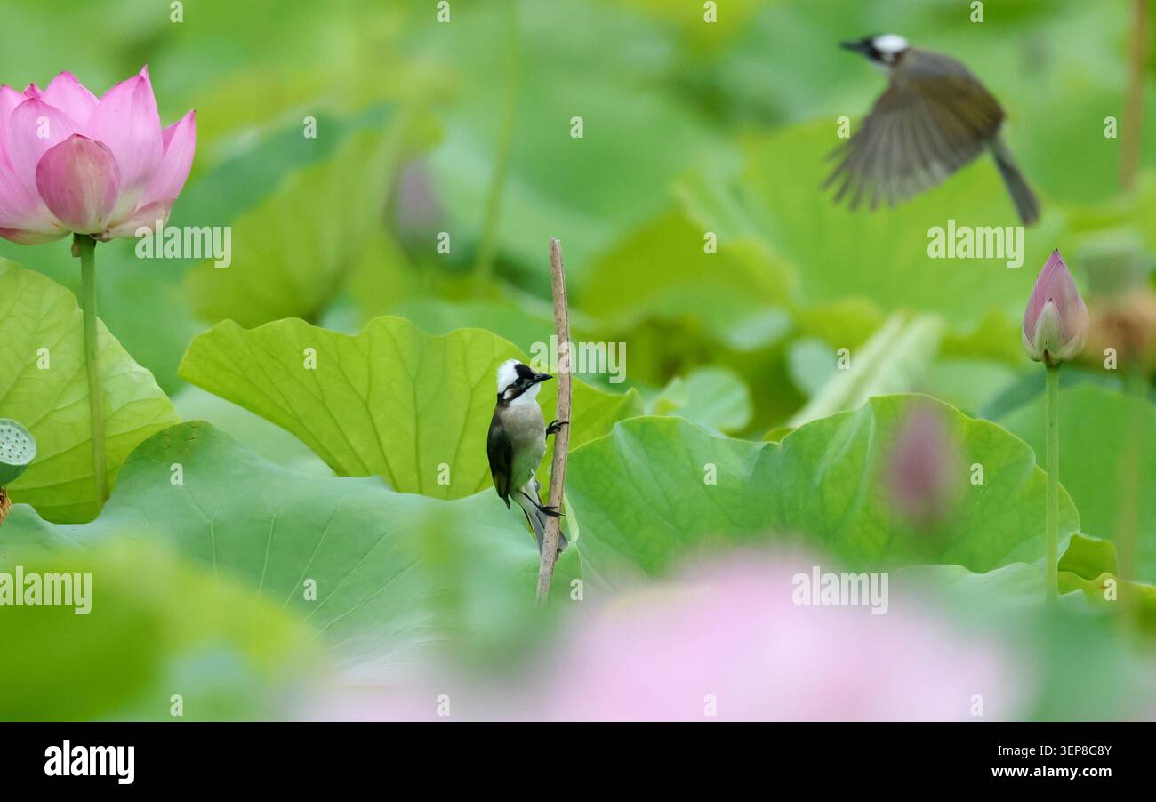 Lotus flowers bloom at the Grand Canal Three Bays Scenic Area in ...