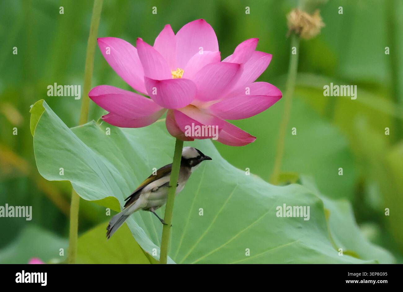 Lotus flowers bloom at the Grand Canal Three Bays Scenic Area in ...