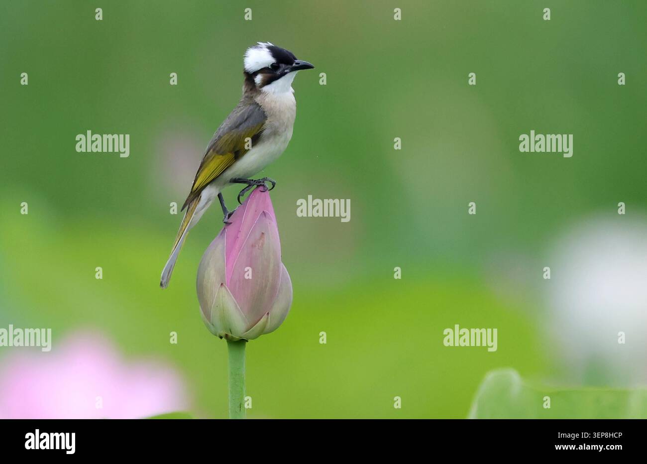Lotus flowers bloom at the Grand Canal Three Bays Scenic Area in ...
