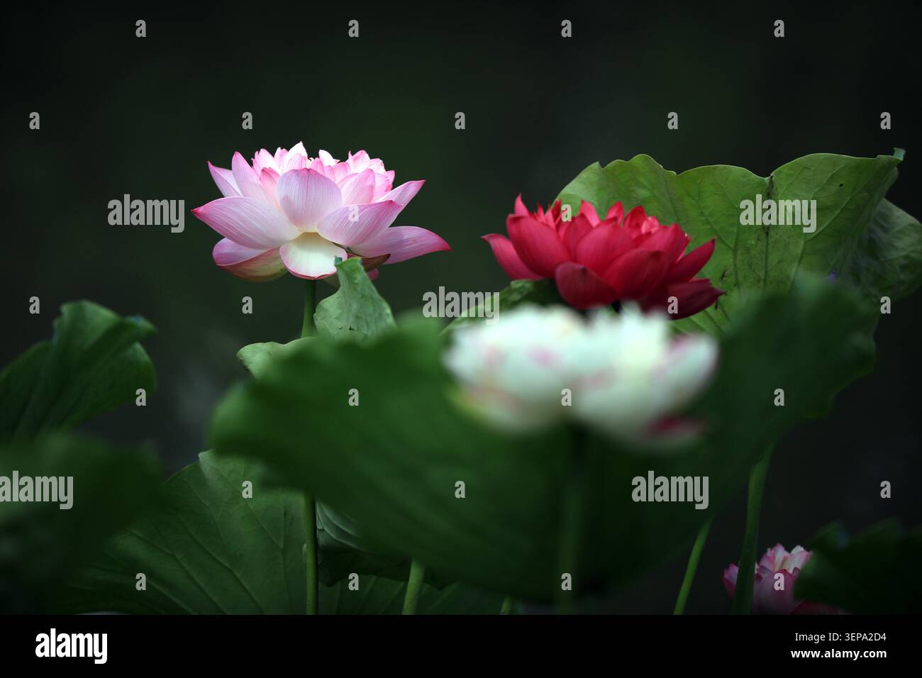 Lotus flowers display various postures at Chuxiu Park in Huai'an, east ...