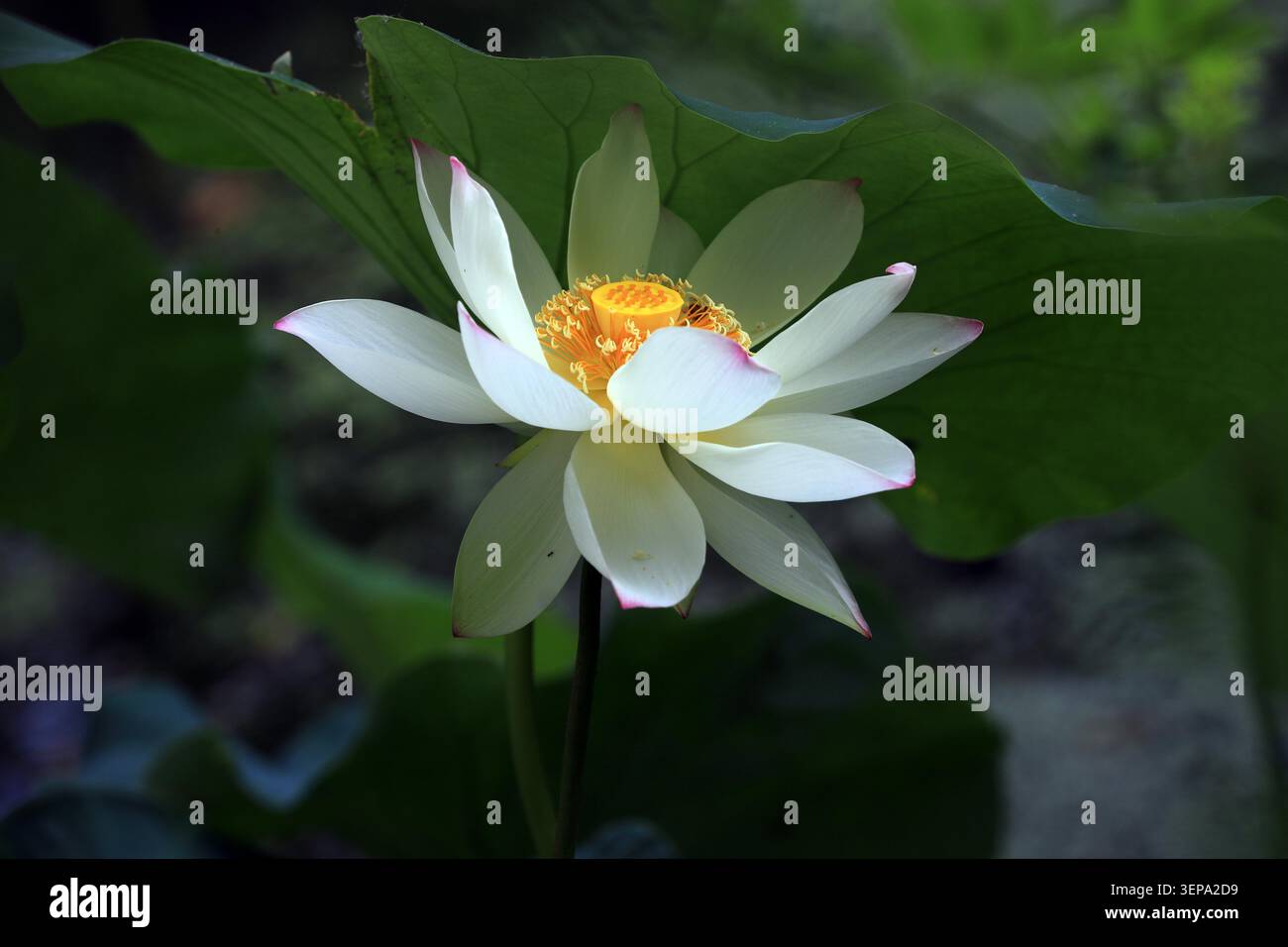 White lotus flowers bloom at Chuxiu Park in Huai'an, east China's ...