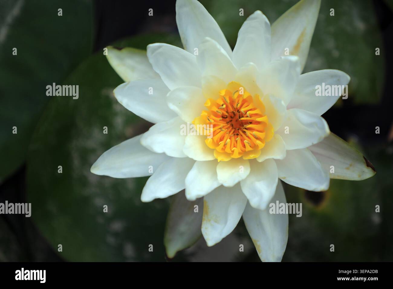 Water lilies bloom in the ancient Huaihe River area of Huai'an City ...