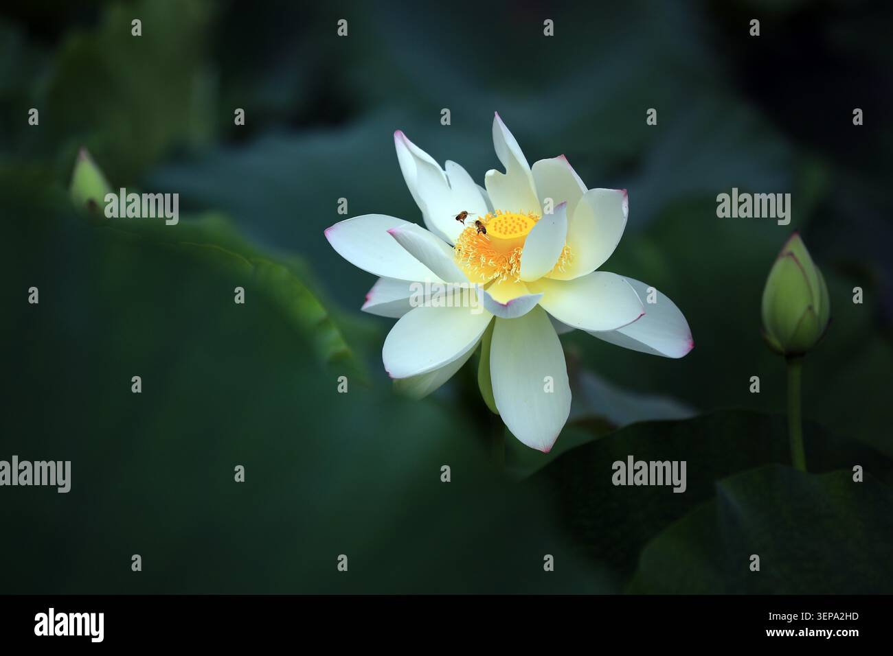 White lotus flowers bloom at Chuxiu Park in Huai'an, east China's ...