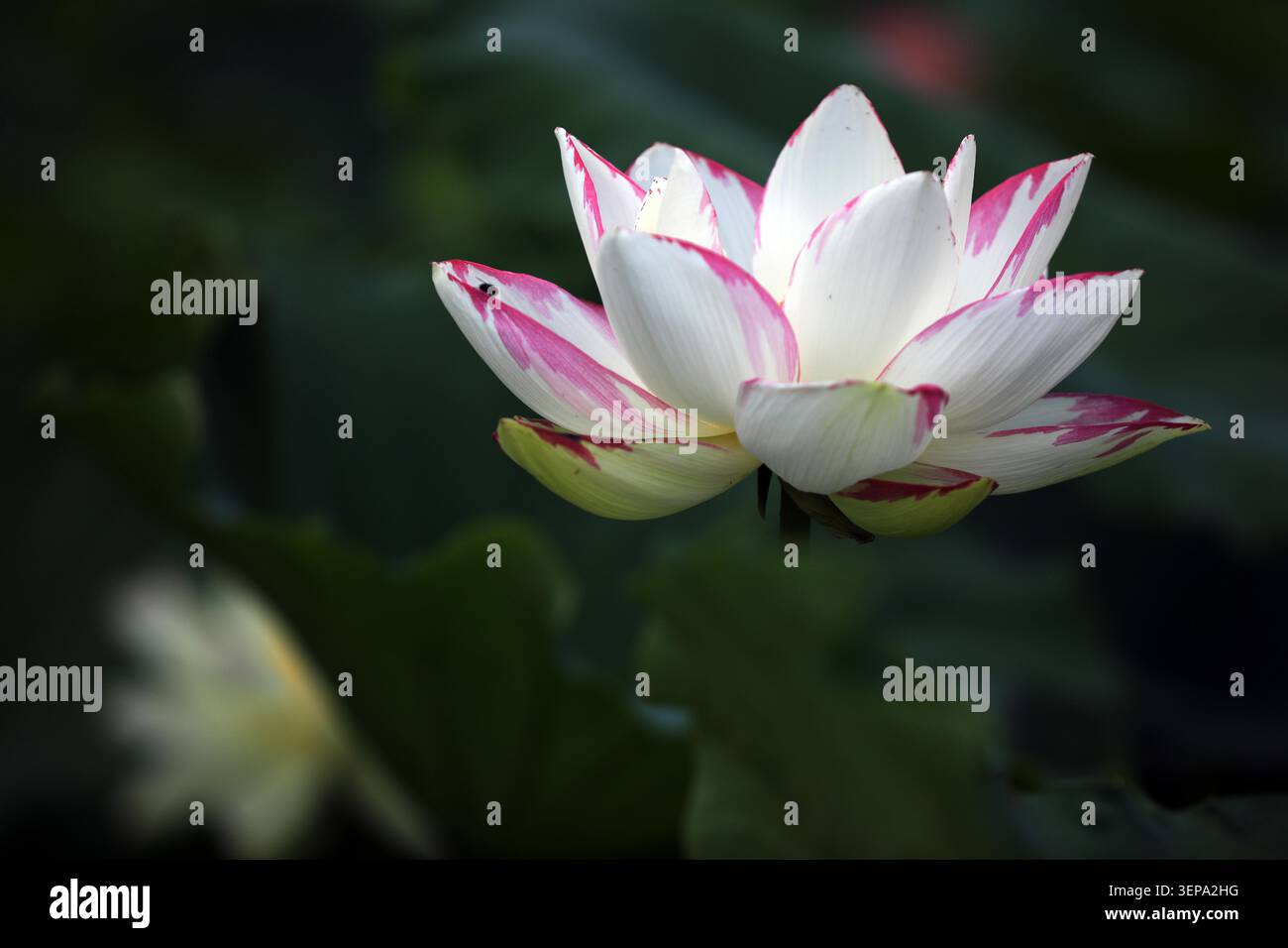 White lotus flowers bloom at Chuxiu Park in Huai'an, east China's ...