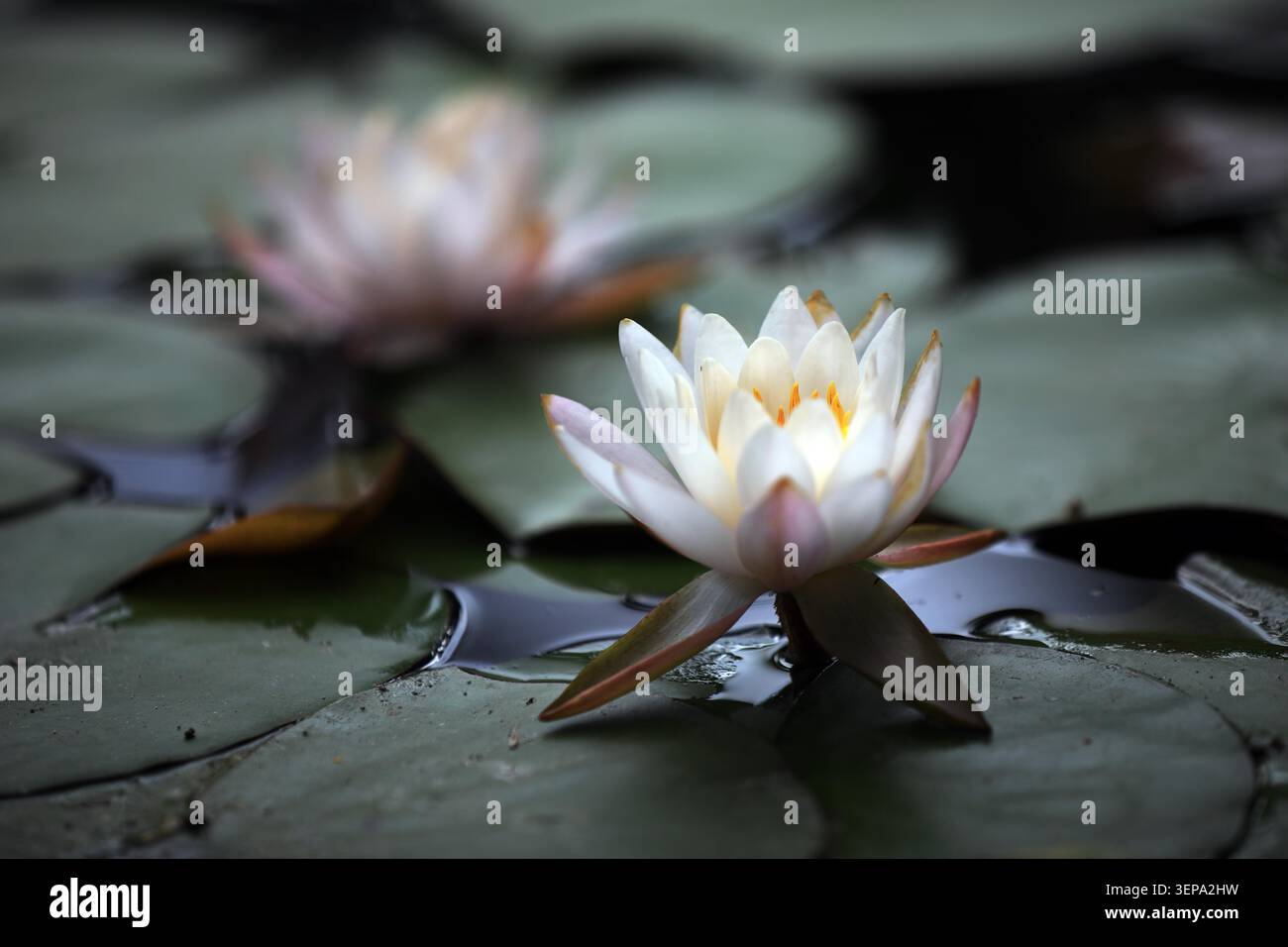 Water lilies bloom in the ancient Huaihe River area of Huai'an City ...