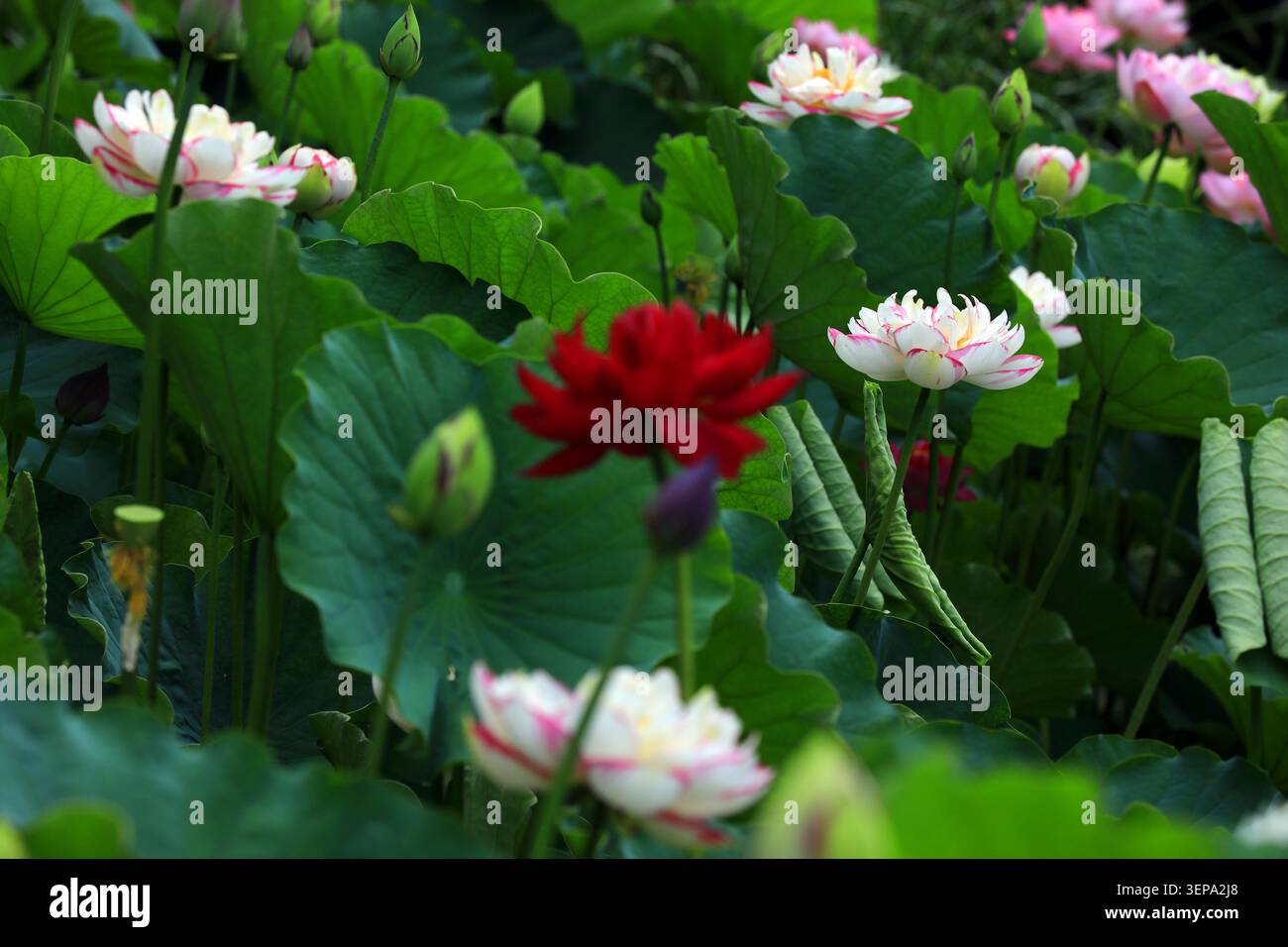 Lotus flowers display various postures at Chuxiu Park in Huai'an, east ...