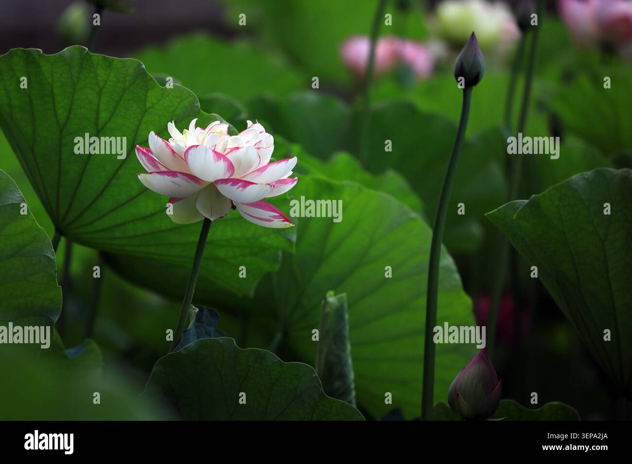 Lotus flowers display various postures at Chuxiu Park in Huai'an, east ...