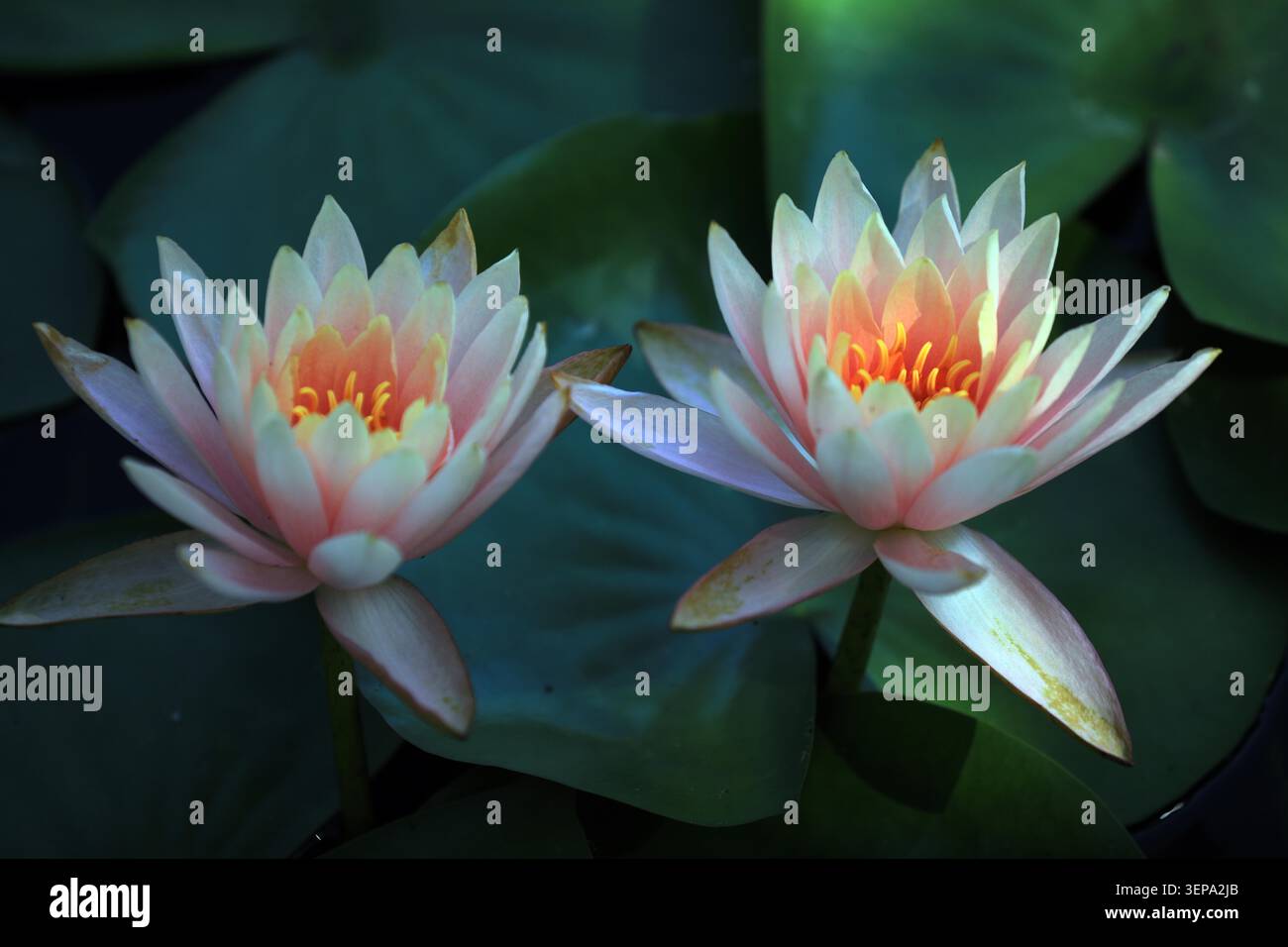 Water lilies bloom in the ancient Huaihe River area of Huai'an City ...