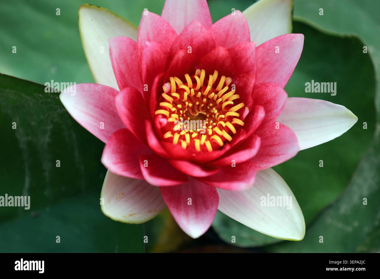 Water lilies bloom in the ancient Huaihe River area of Huai'an City ...