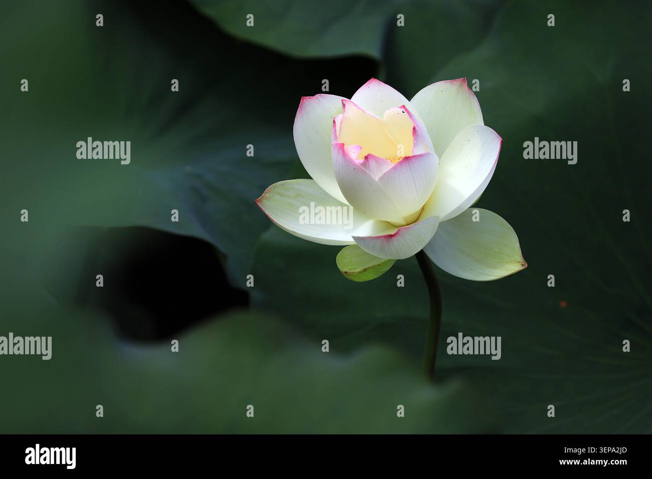 White lotus flowers bloom at Chuxiu Park in Huai'an, east China's ...