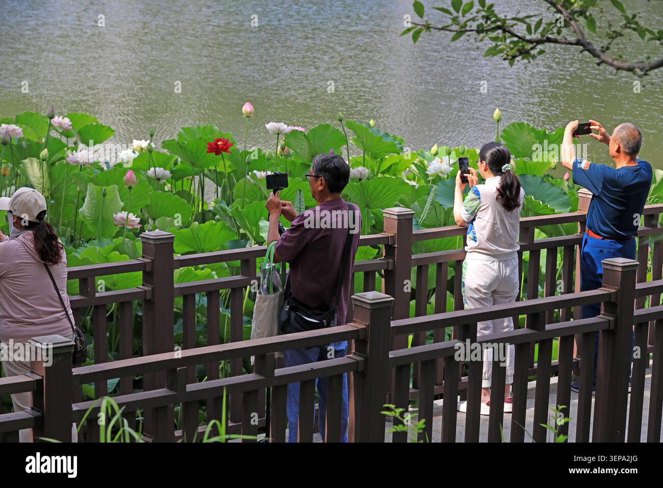 Lotus flowers display various postures at Chuxiu Park in Huai'an, east ...