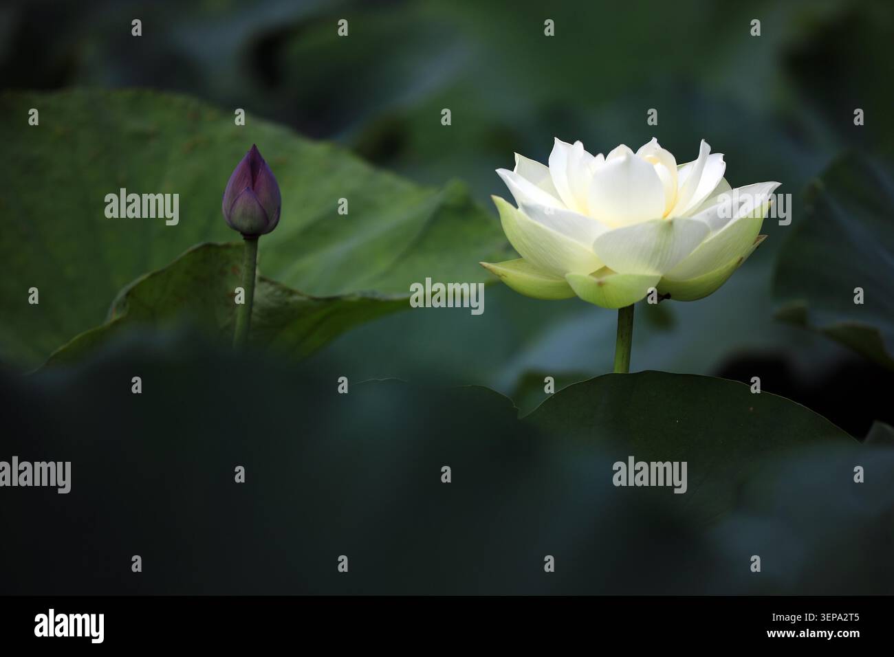 White lotus flowers bloom at Chuxiu Park in Huai'an, east China's ...