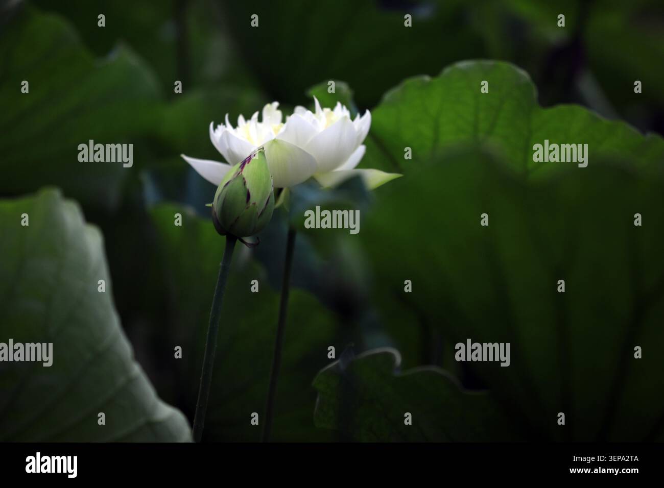 White lotus flowers bloom at Chuxiu Park in Huai'an, east China's ...