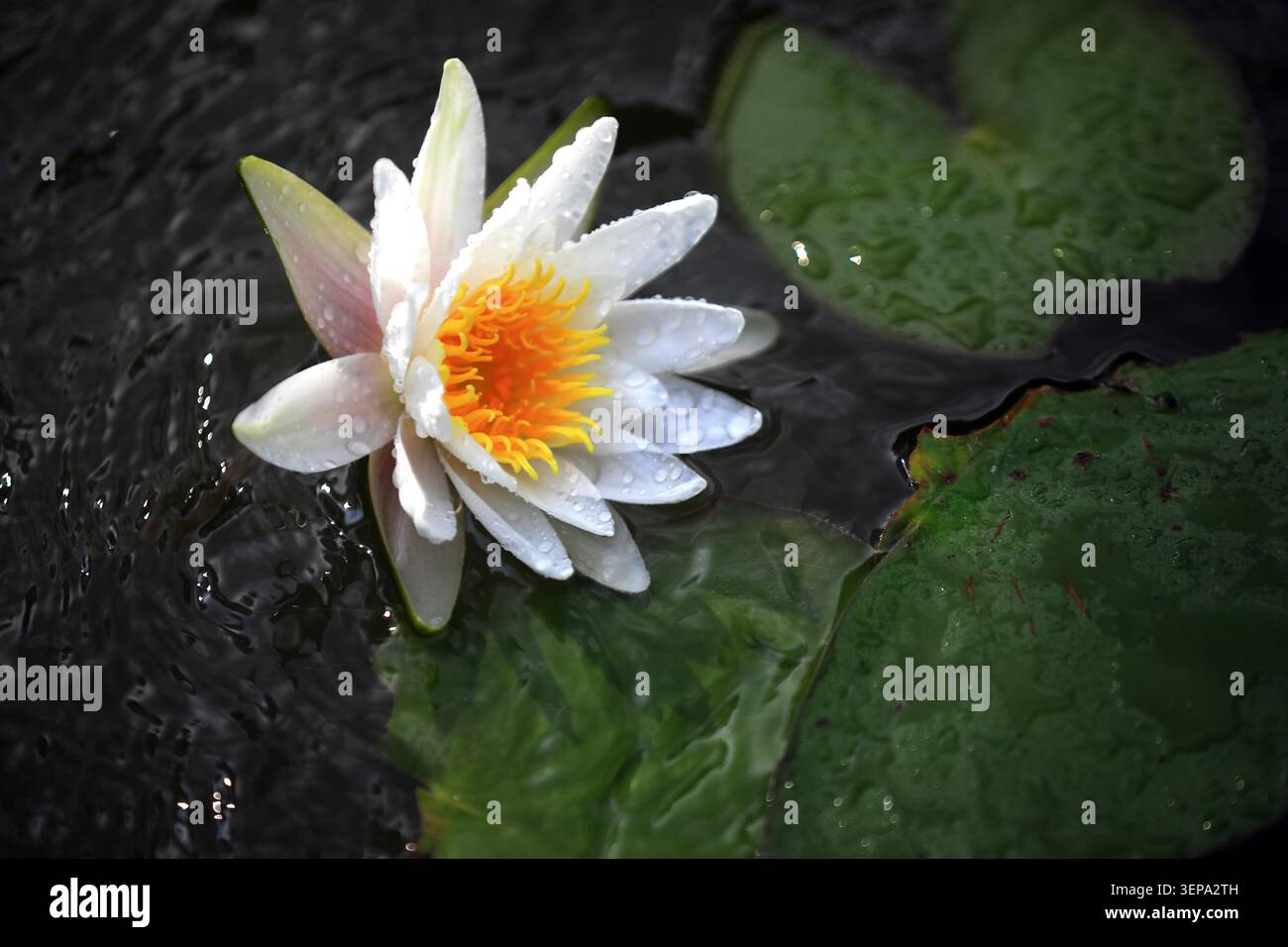 Water lilies bloom in the ancient Huaihe River area of Huai'an City ...