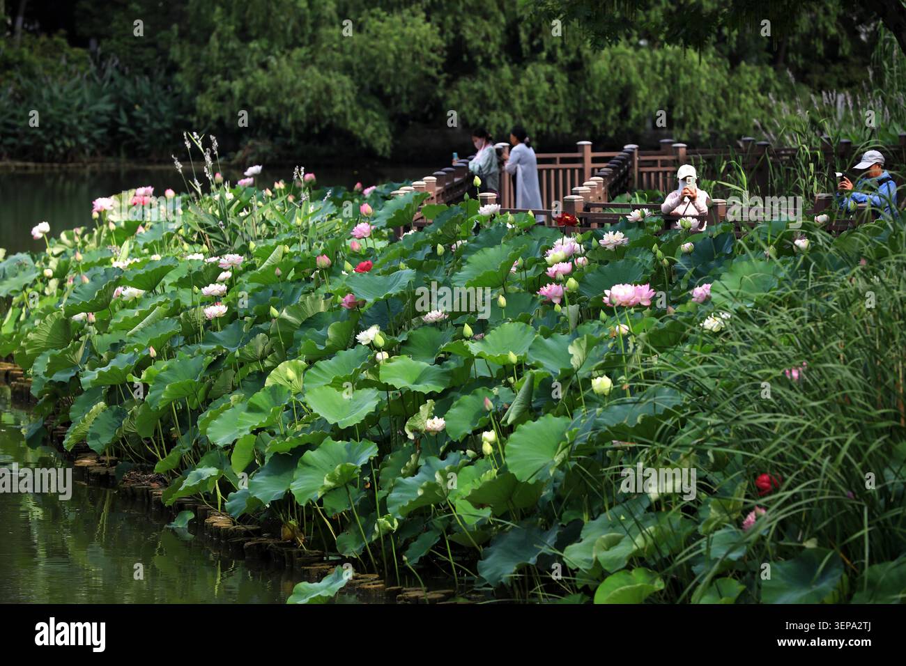 Lotus flowers display various postures at Chuxiu Park in Huai'an, east ...