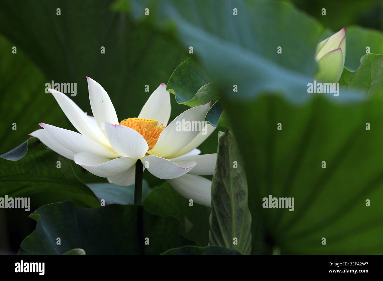 White lotus flowers bloom at Chuxiu Park in Huai'an, east China's ...