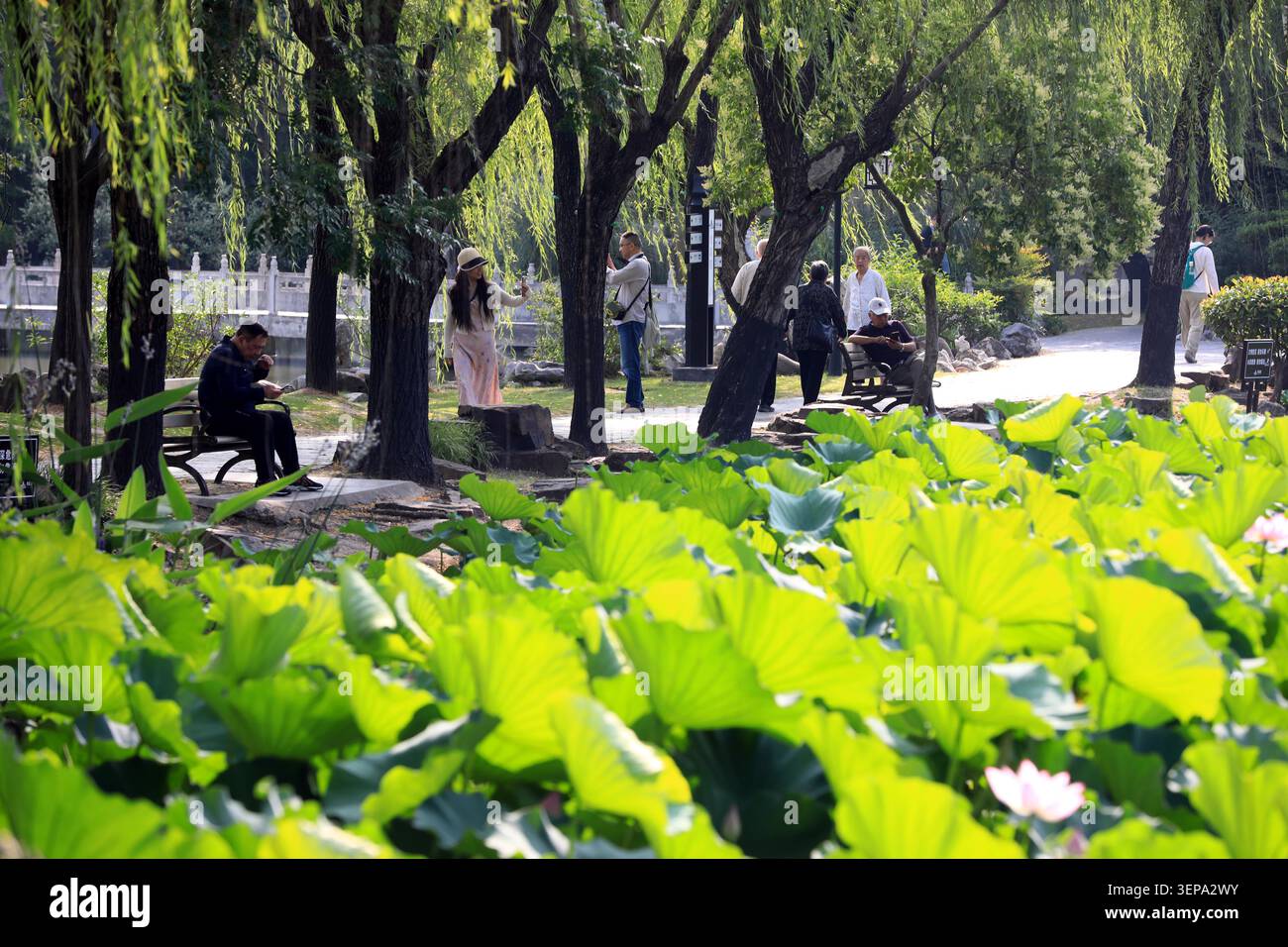 Lotus flowers display various postures at Chuxiu Park in Huai'an, east ...
