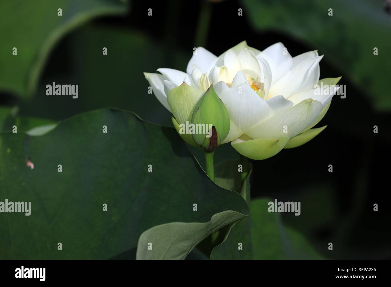 White lotus flowers bloom at Chuxiu Park in Huai'an, east China's ...