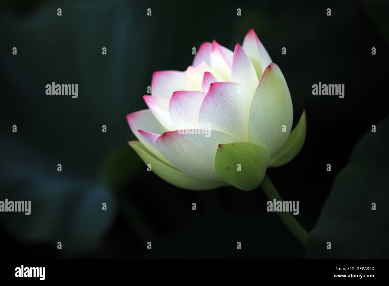 White lotus flowers bloom at Chuxiu Park in Huai'an, east China's ...