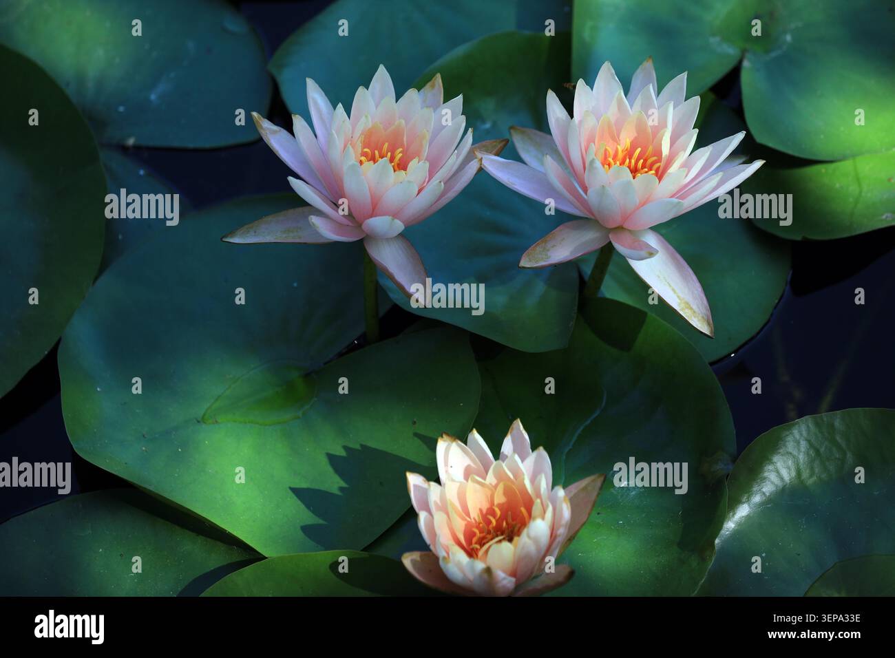 Water lilies bloom in the ancient Huaihe River area of Huai'an City ...