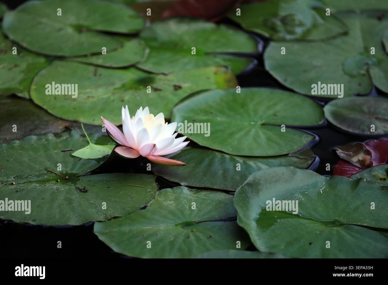 Water lilies bloom in the ancient Huaihe River area of Huai'an City ...