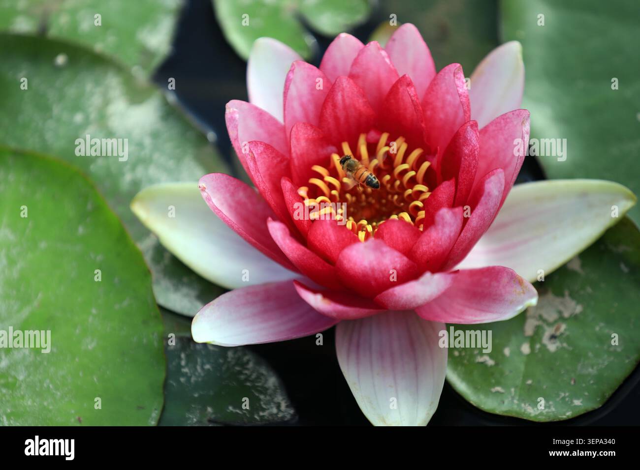 Water lilies bloom in the ancient Huaihe River area of Huai'an City ...