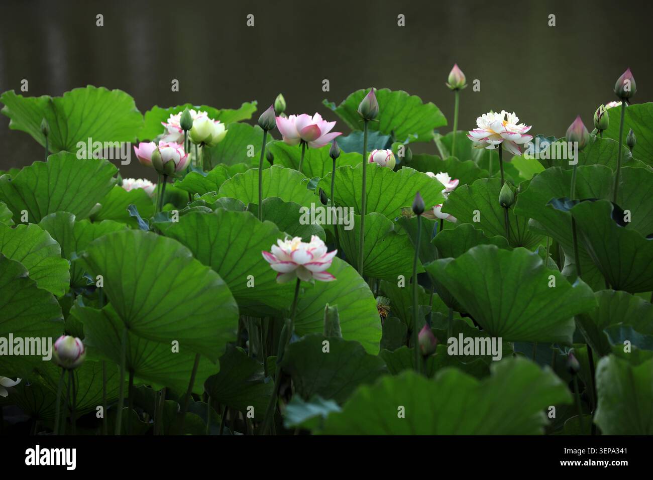Lotus flowers display various postures at Chuxiu Park in Huai'an, east ...