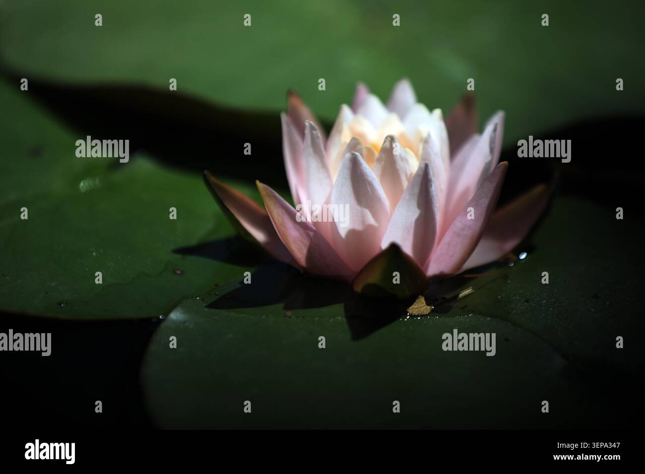 Water lilies bloom in the ancient Huaihe River area of Huai'an City ...