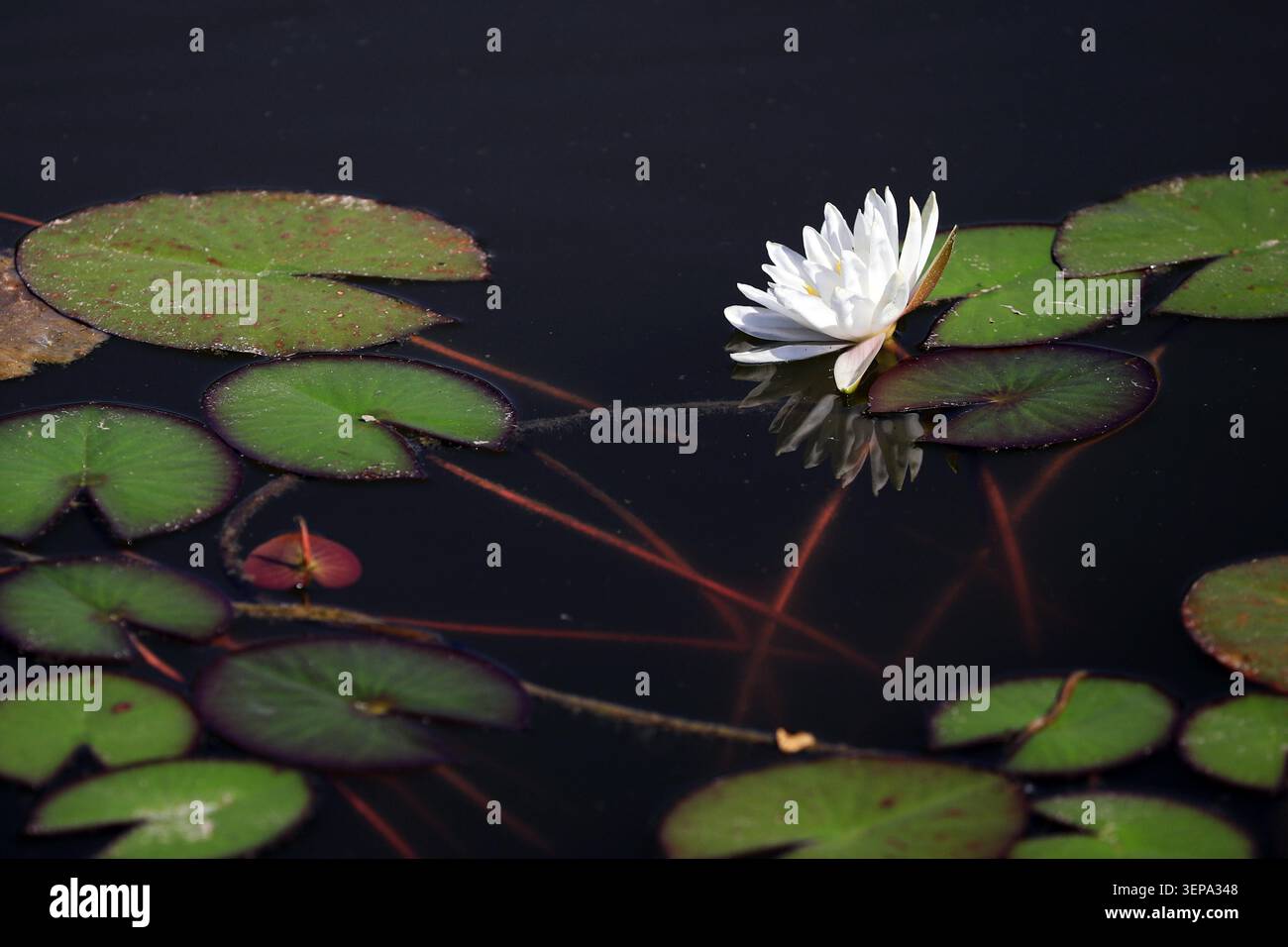 Water lilies bloom in the ancient Huaihe River area of Huai'an City ...