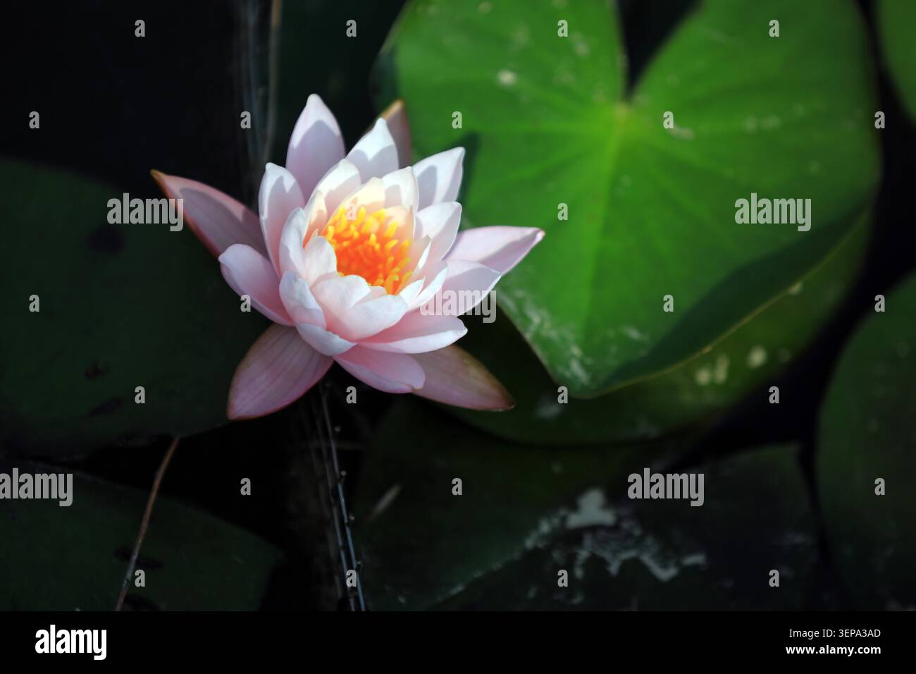 Water lilies bloom in the ancient Huaihe River area of Huai'an City ...