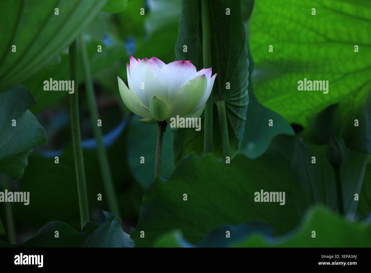 White lotus flowers bloom at Chuxiu Park in Huai'an, east China's ...