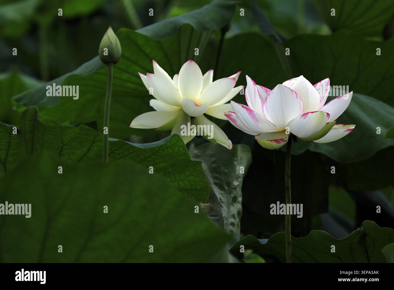 White lotus flowers bloom at Chuxiu Park in Huai'an, east China's ...