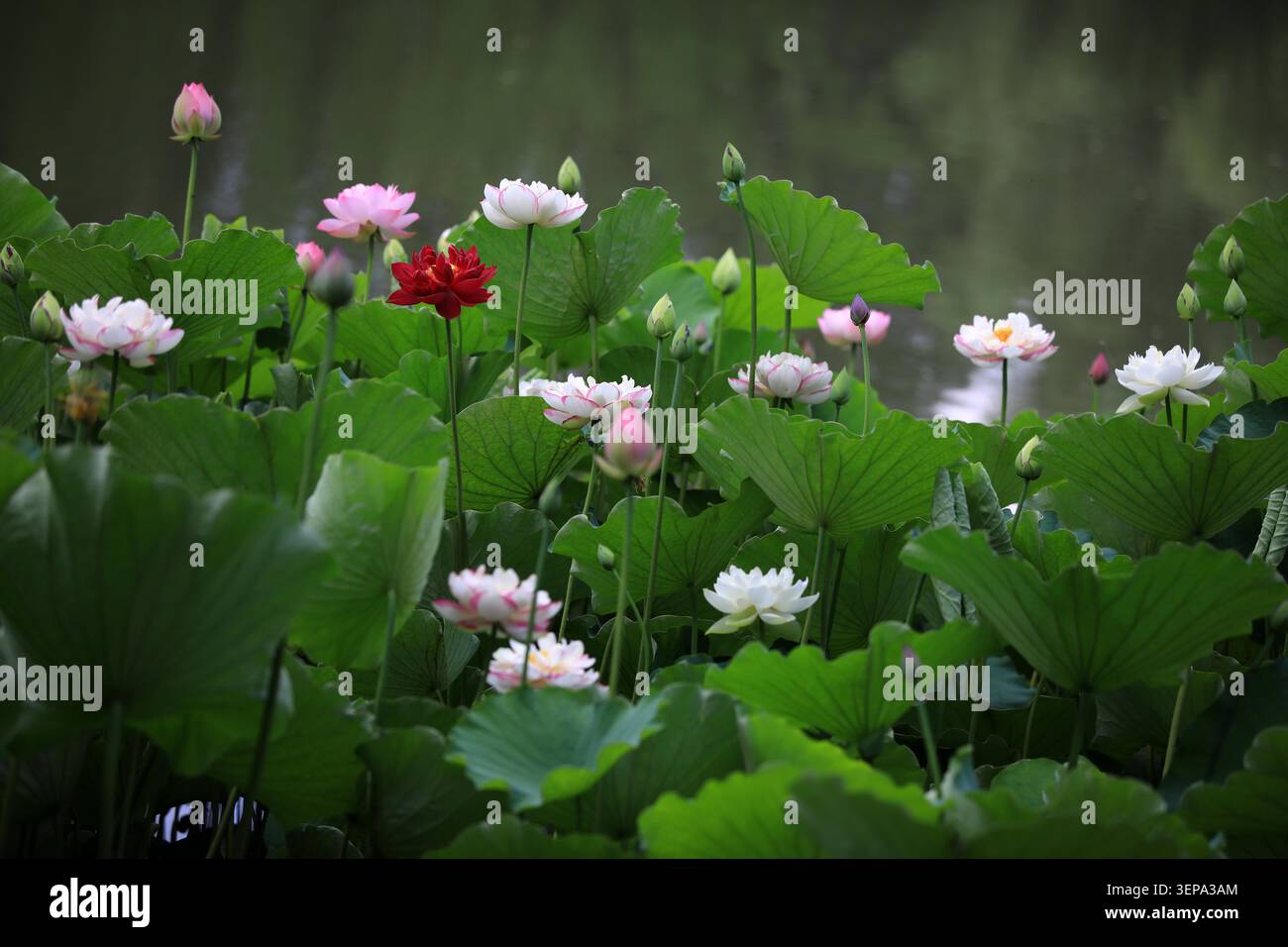 Lotus flowers display various postures at Chuxiu Park in Huai'an, east ...