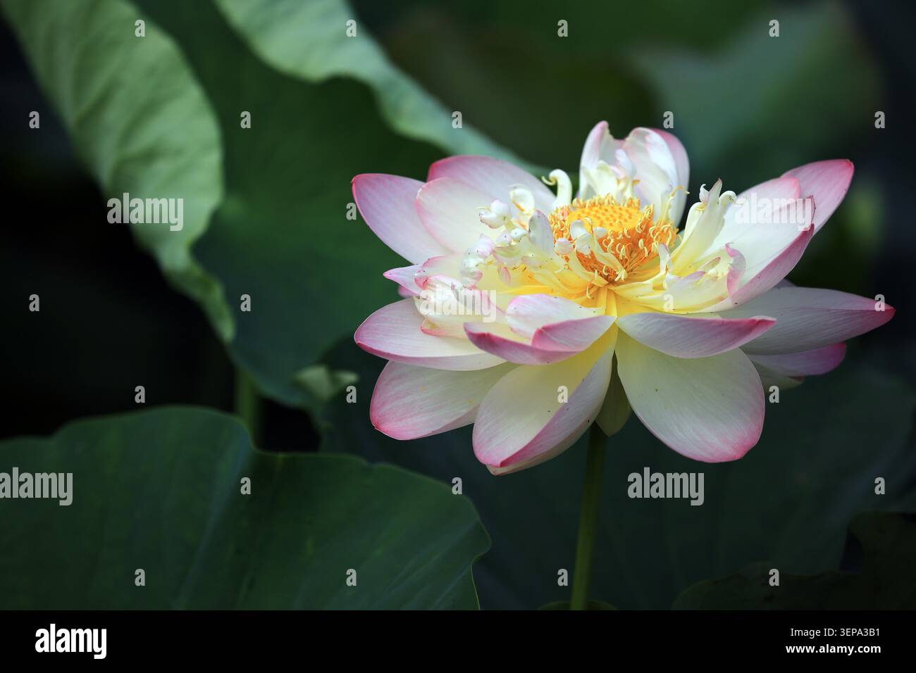 White lotus flowers bloom at Chuxiu Park in Huai'an, east China's ...