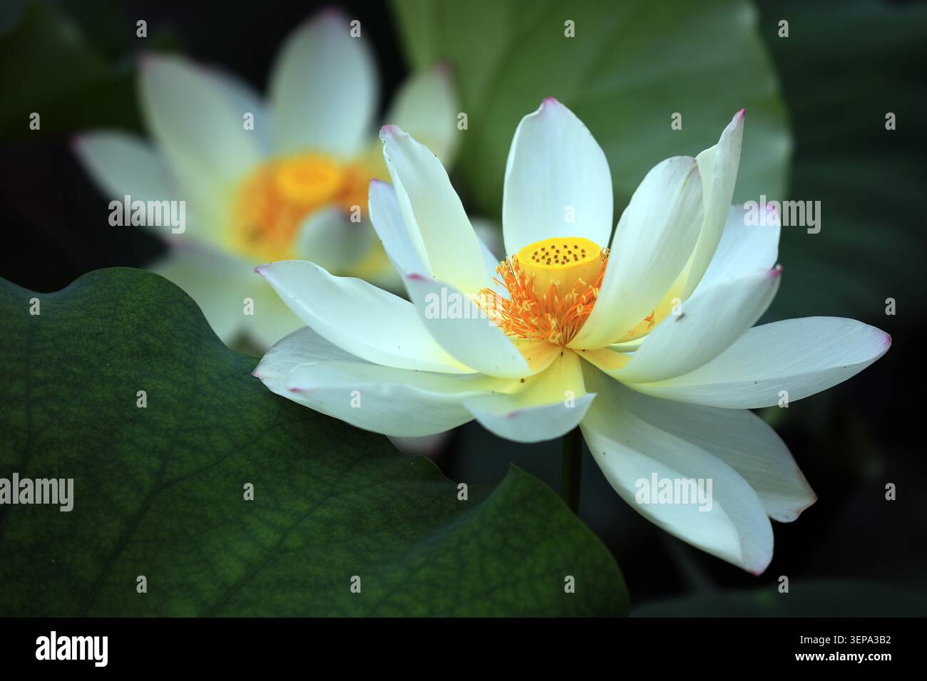 White lotus flowers bloom at Chuxiu Park in Huai'an, east China's ...