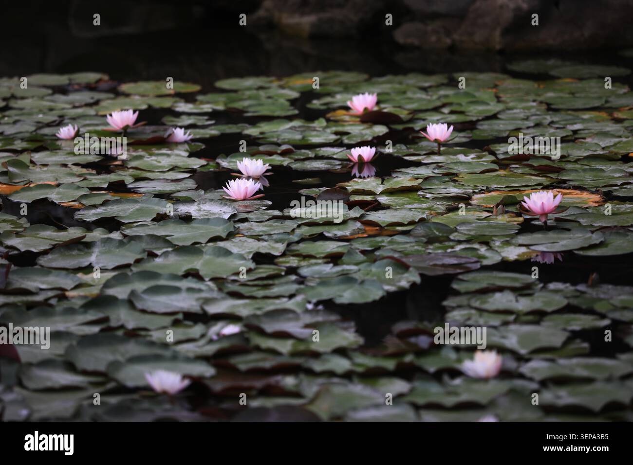 Water lilies bloom in the ancient Huaihe River area of Huai'an City ...