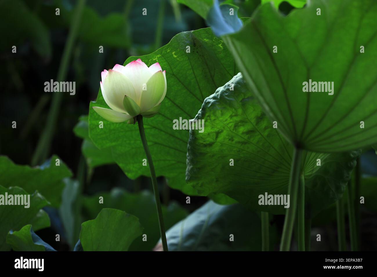 White lotus flowers bloom at Chuxiu Park in Huai'an, east China's ...