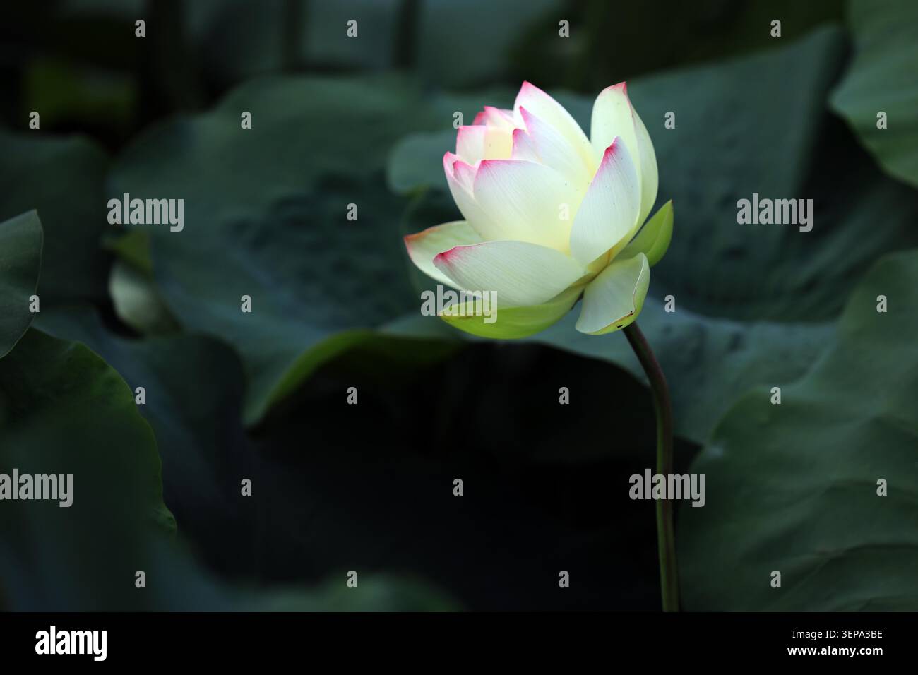 White lotus flowers bloom at Chuxiu Park in Huai'an, east China's ...