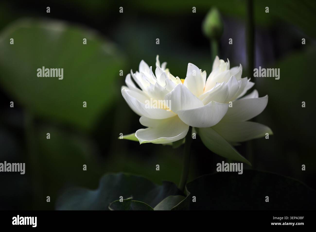 White lotus flowers bloom at Chuxiu Park in Huai'an, east China's ...