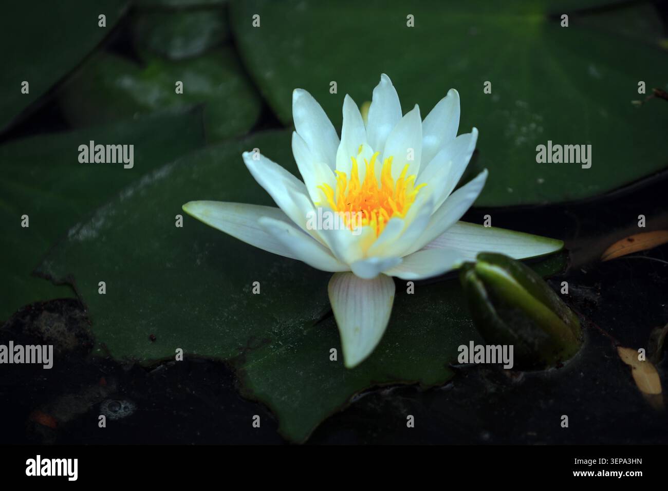 Water lilies bloom in the ancient Huaihe River area of Huai'an City ...