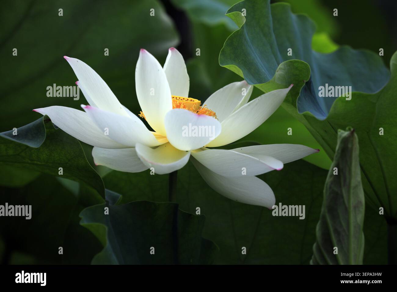 White lotus flowers bloom at Chuxiu Park in Huai'an, east China's ...