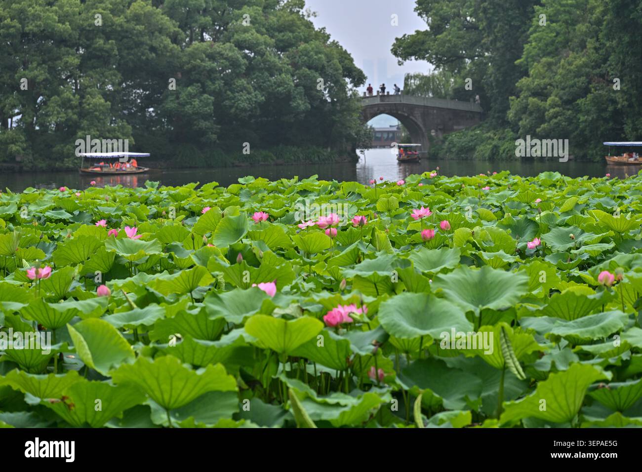 Lotus flowers begin to bloom at Quyuan Garden in Hangzhou, east China's ...
