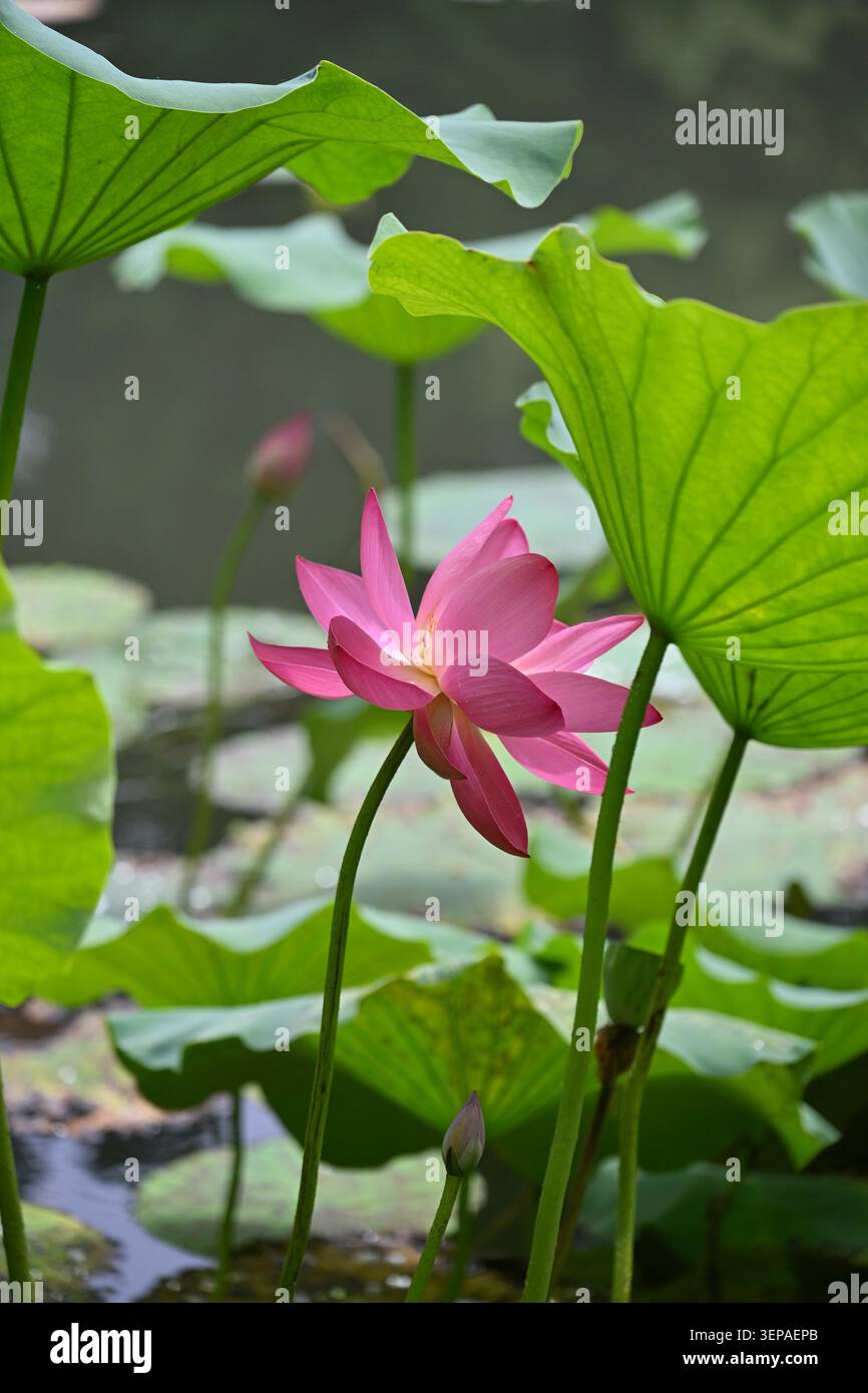 Lotus flowers begin to bloom at Quyuan Garden in Hangzhou, east China's ...